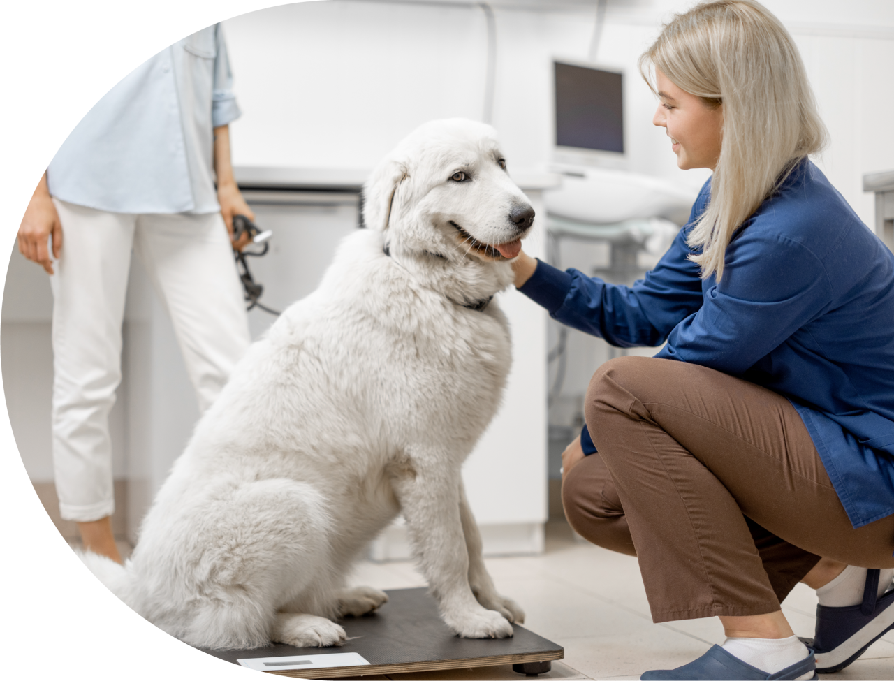 Vet Clinic in Hawthorne CA - Rosecrans Veterinary Clinic