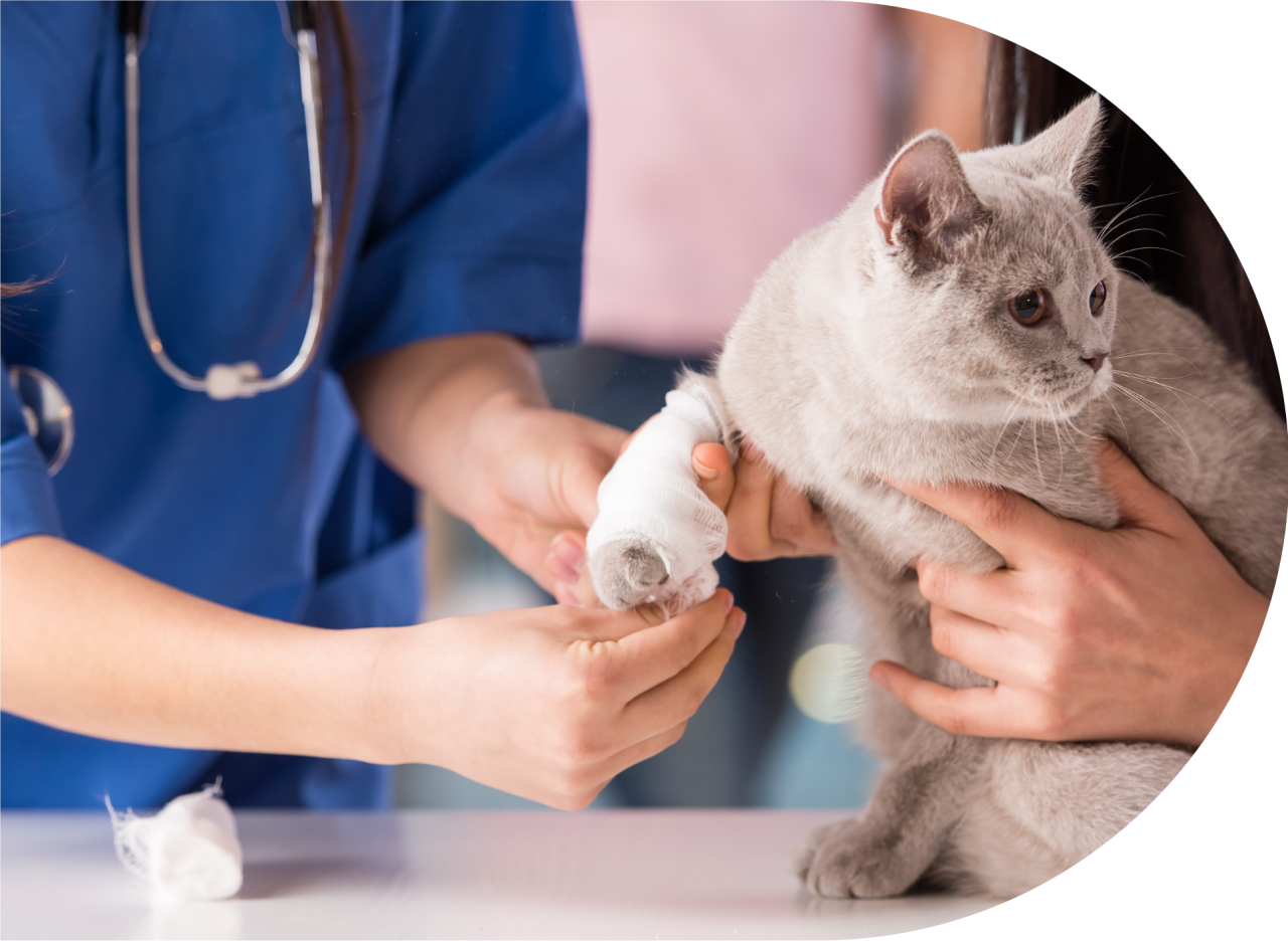 Vet Clinic in Hawthorne CA - Rosecrans Veterinary Clinic